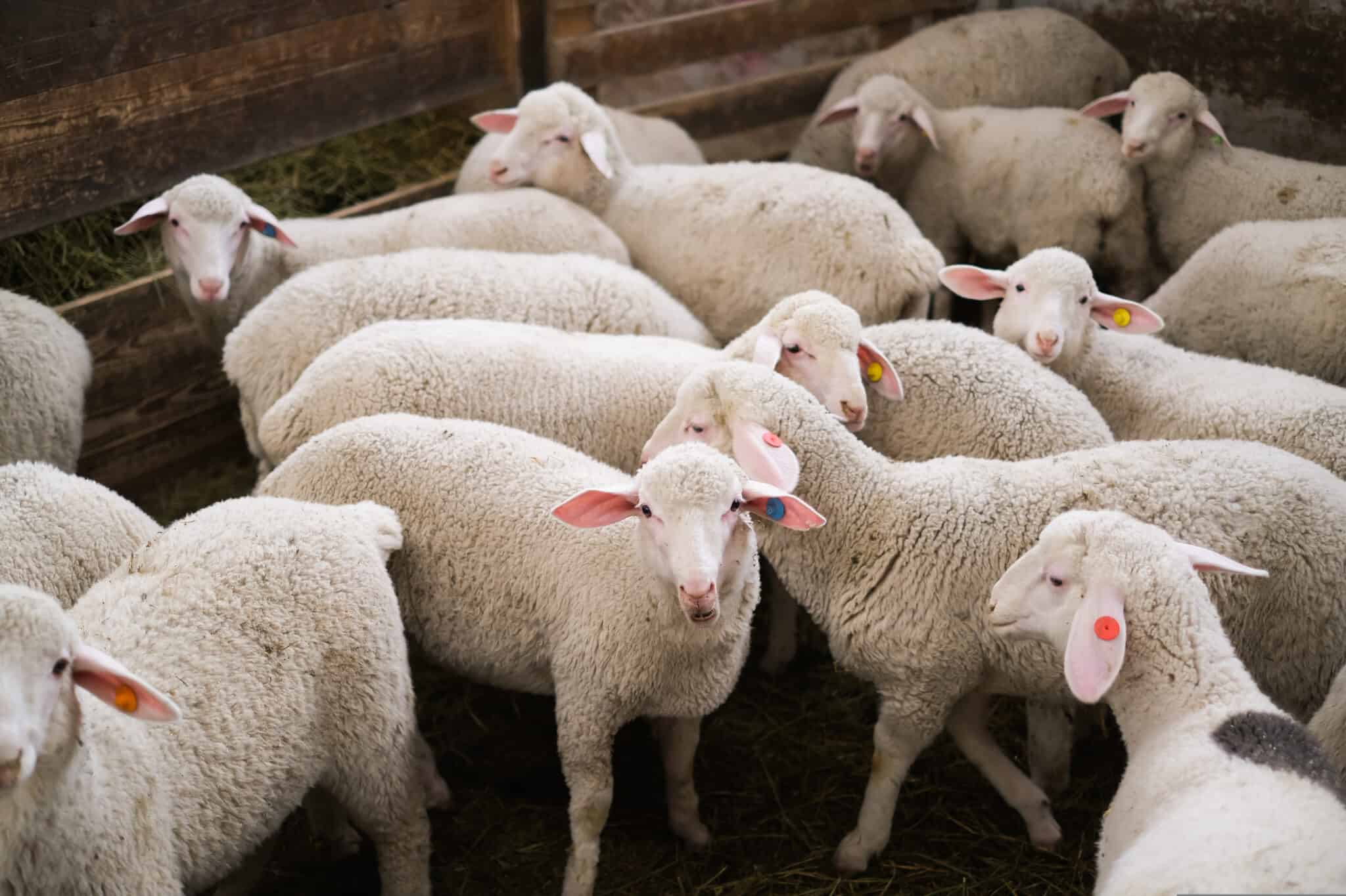 Rising Drench Resistance Poses Serious Threat to New Zealand Sheep ...
