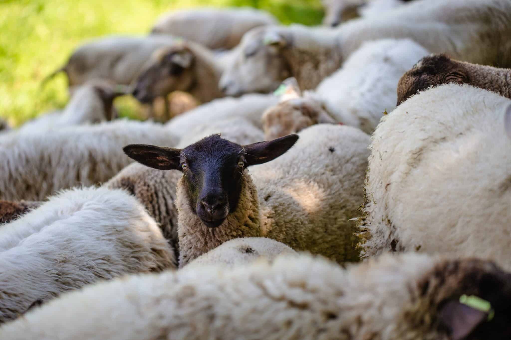 Lamb Prices Show Positive Movement Amidst Shifting Processor Demand ...