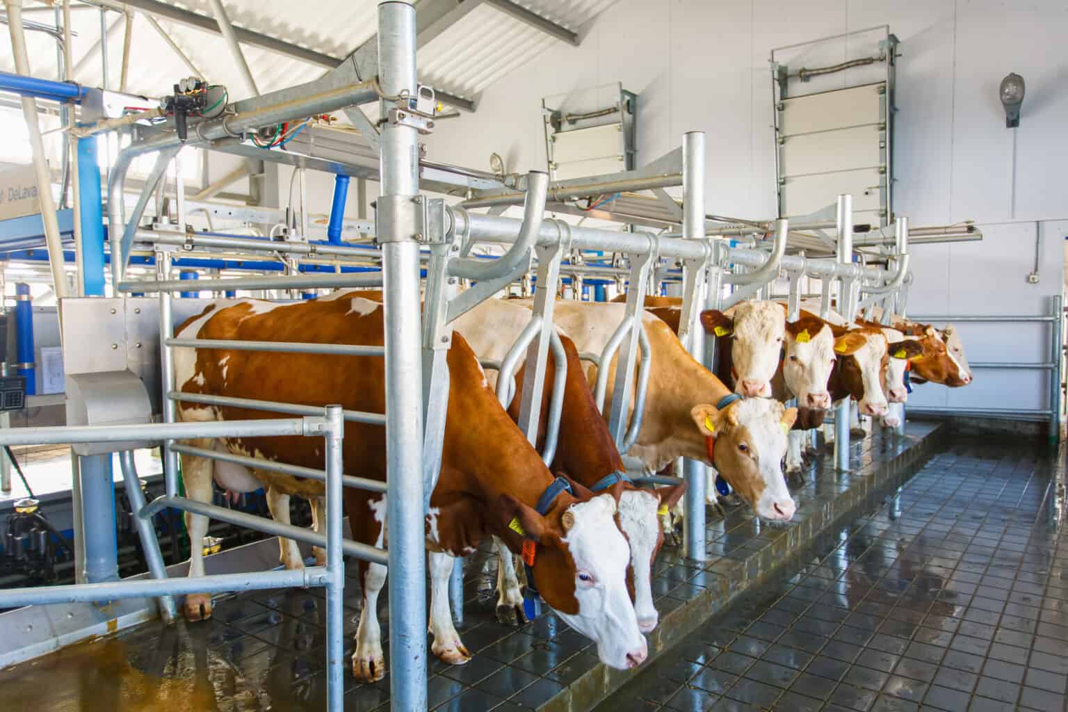New Zealand's Milk Production Faces Challenges Amid Global Market ...