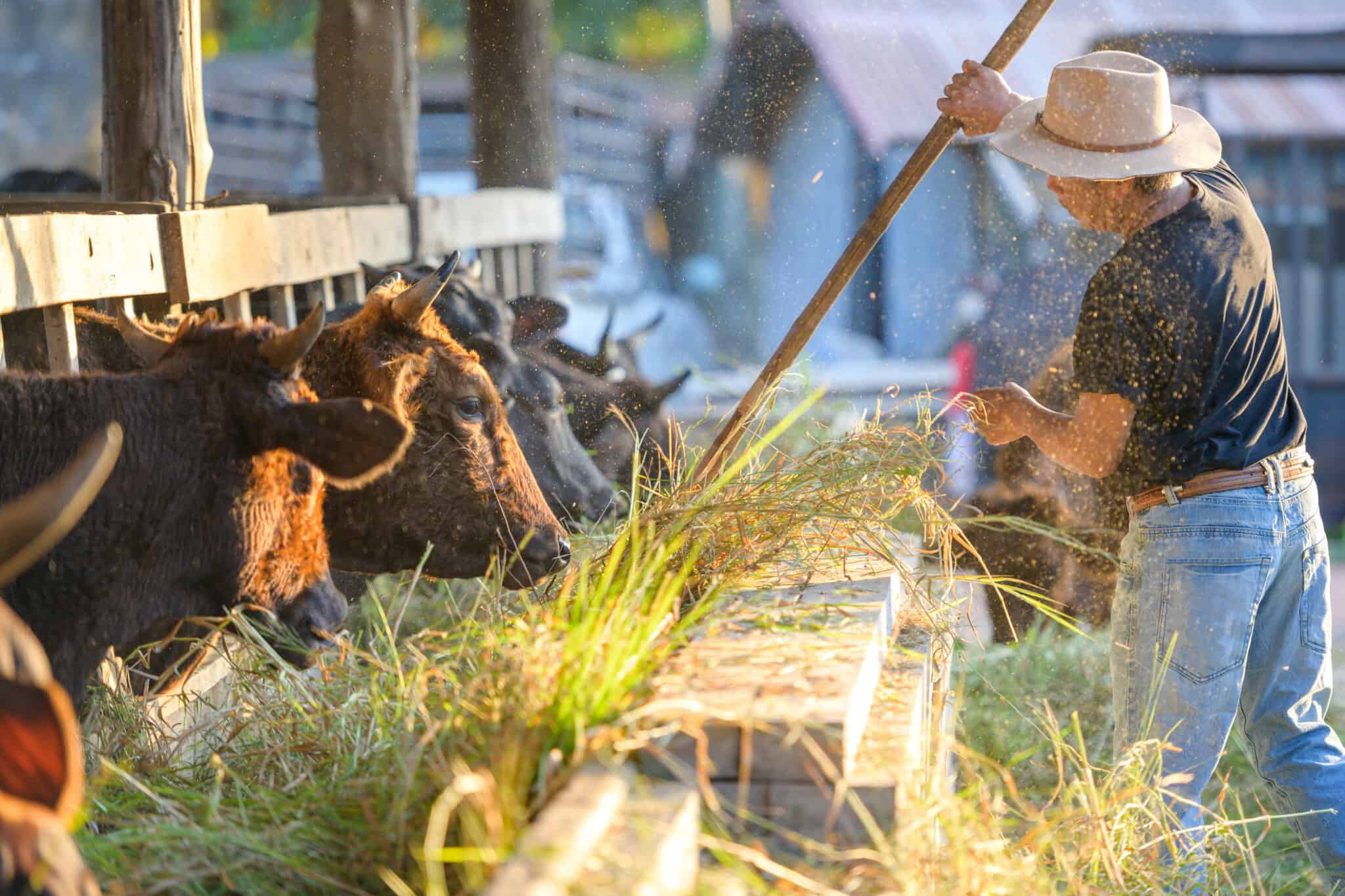Record-High Premium for Restocker Yearling Steer to Heifer in ...