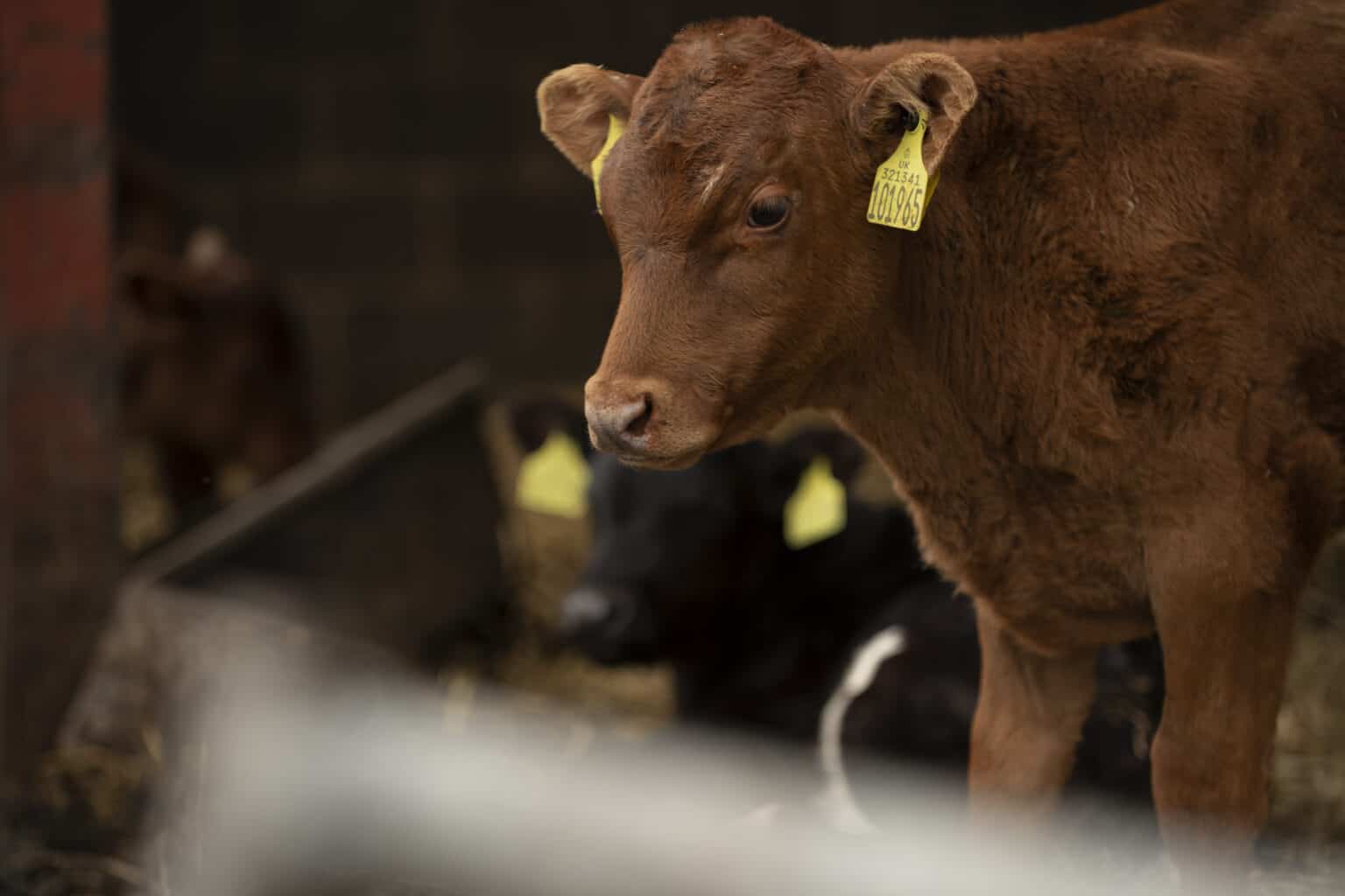 Cattle Market Trends: Increased Sales and Herd Liquidation - Triton News