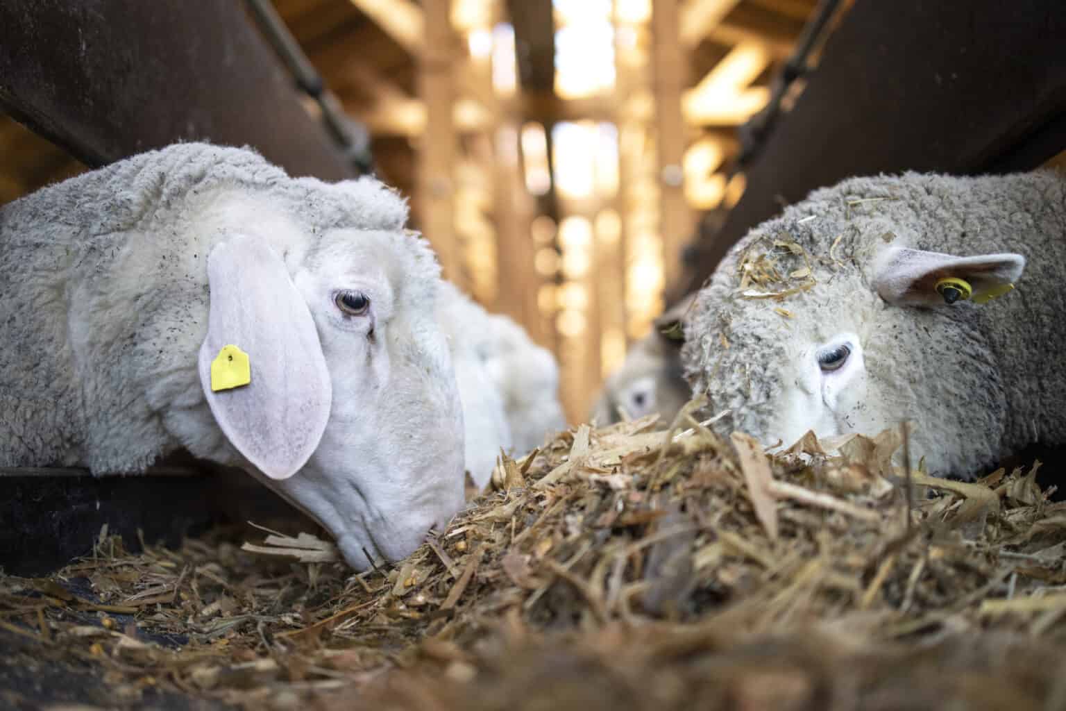 Early Weaning of Lambs: A Strategic Approach to Combat Dry Seasons ...