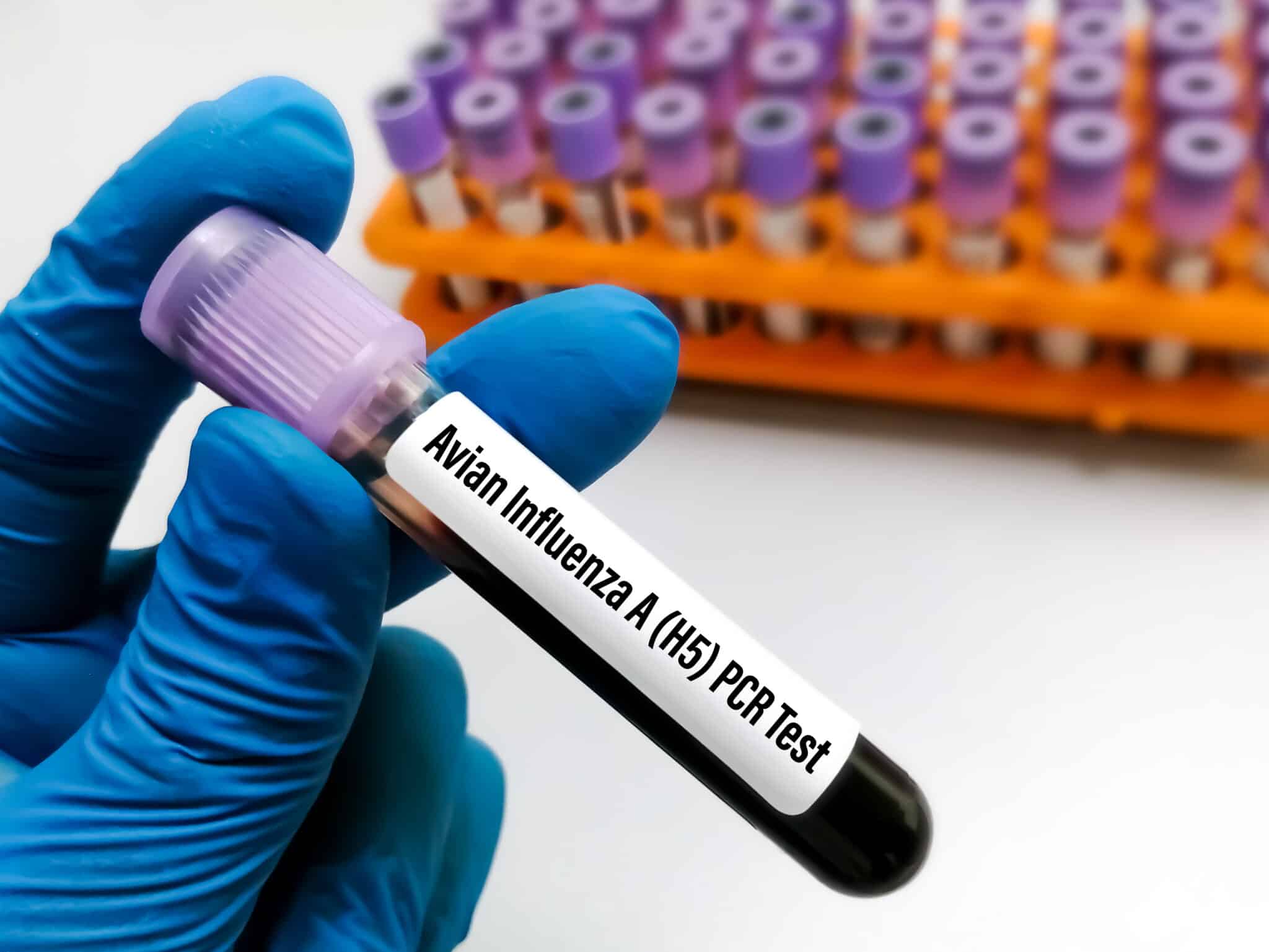 HPAI Outbreaks Surge Across Europe and the United States - Triton News