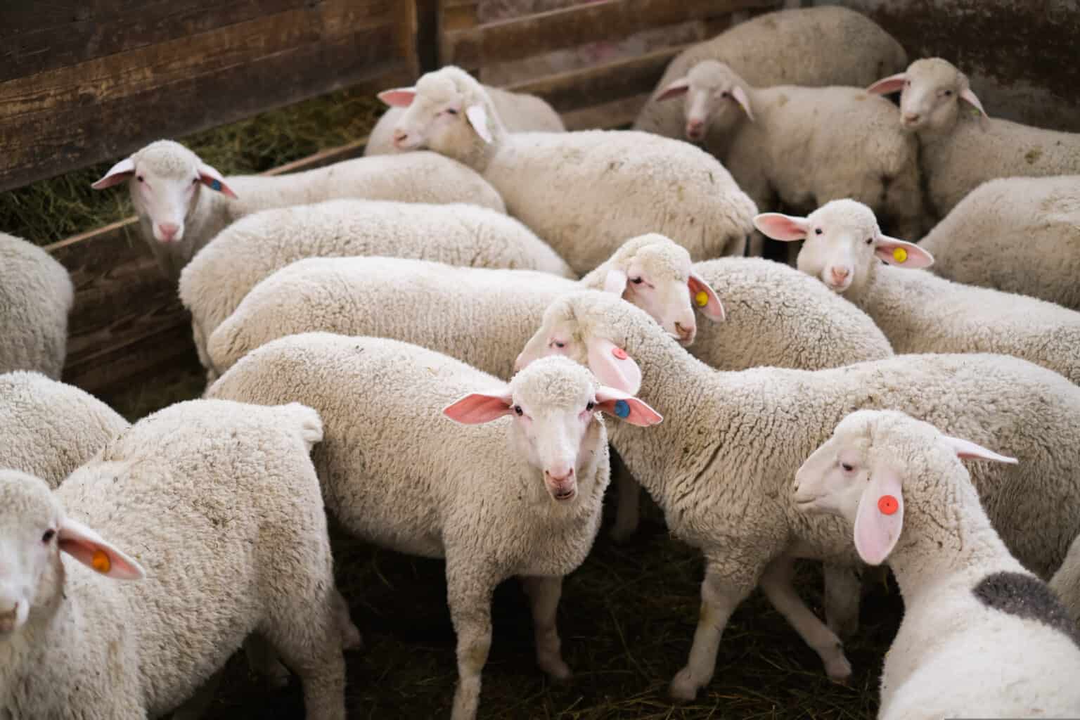 Australian Government to Enhance Meat Processing Sector with Live Sheep ...