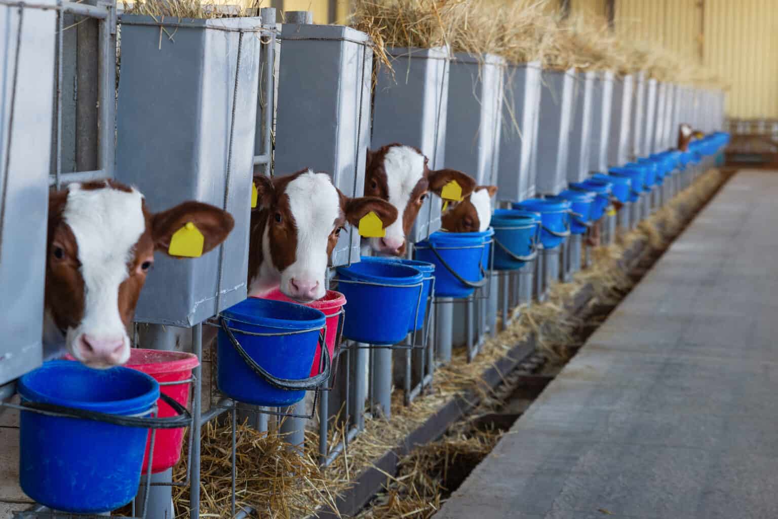 Australian Lot Feeding Sector Reaches Record Highs in 2023 - Triton News