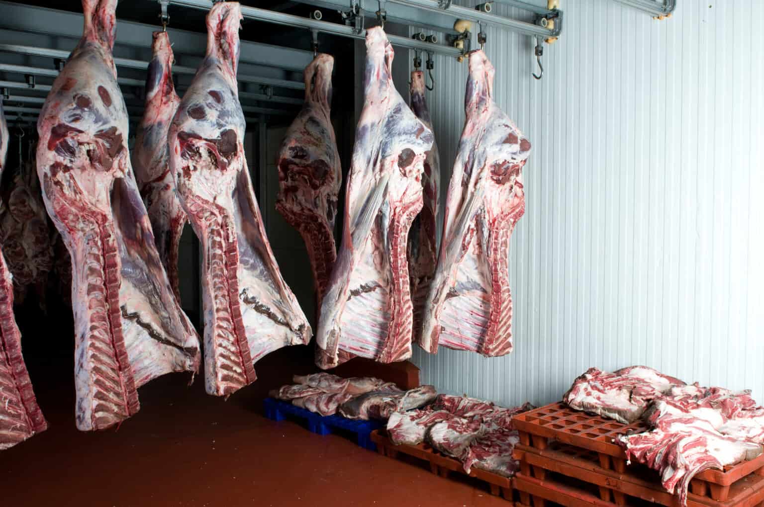 Beef Cow Slaughter Numbers Decline, Yet Herd Growth Remains Stagnant ...