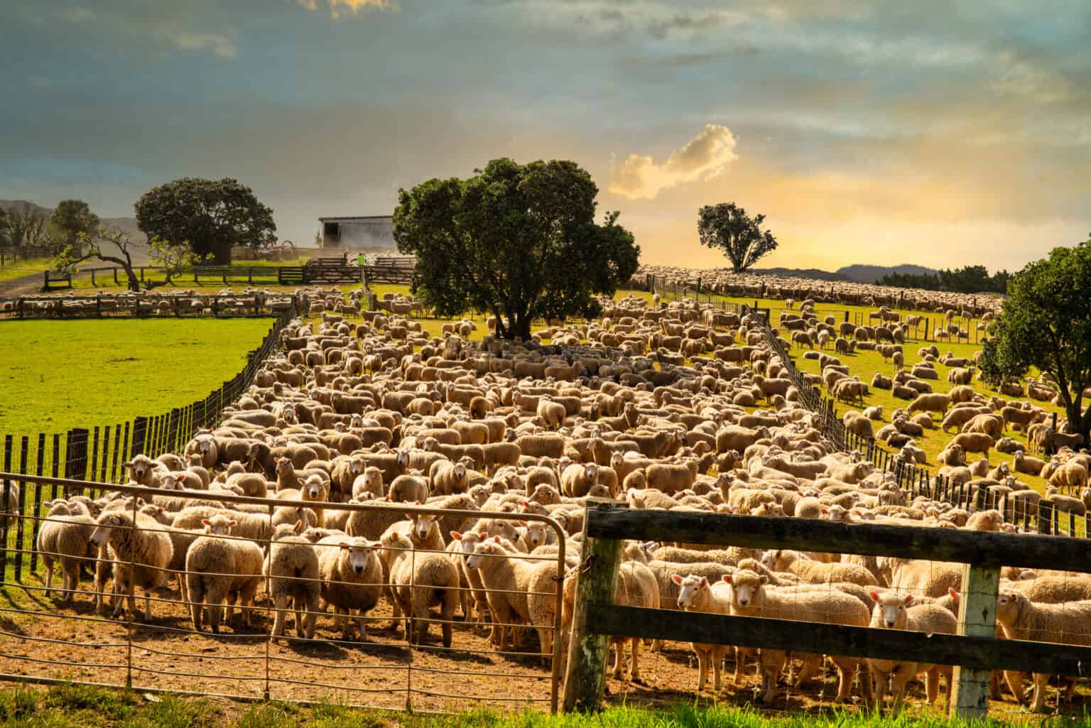 Australian Cattle and Sheep Market Update - Triton News