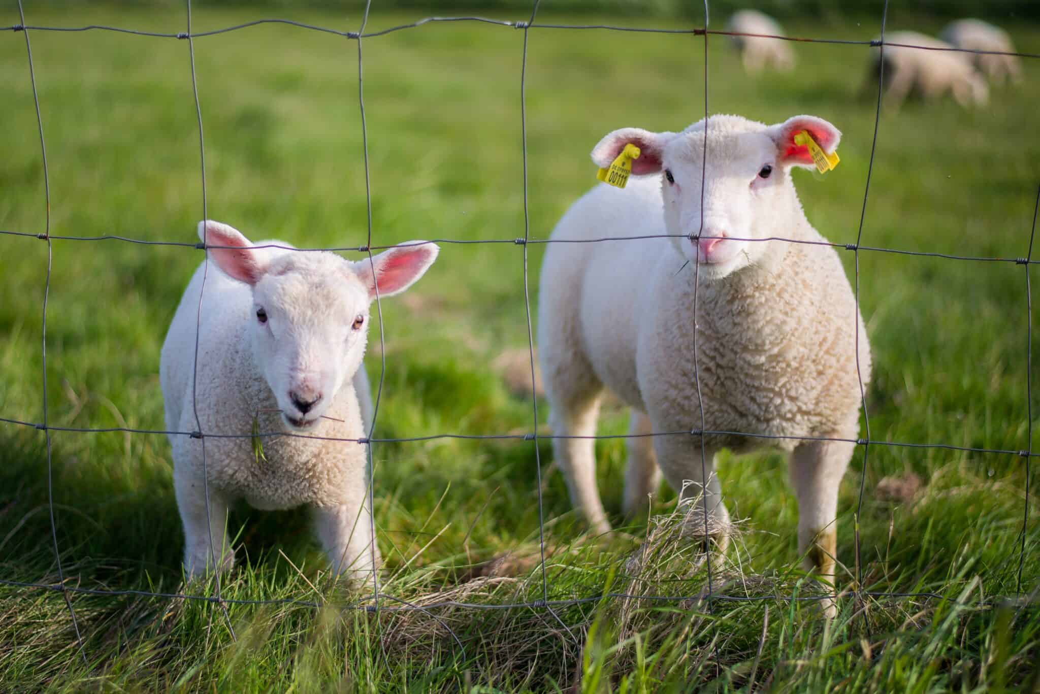 Downward Trend in Lamb Prices Due to Multiple Factors - Triton News