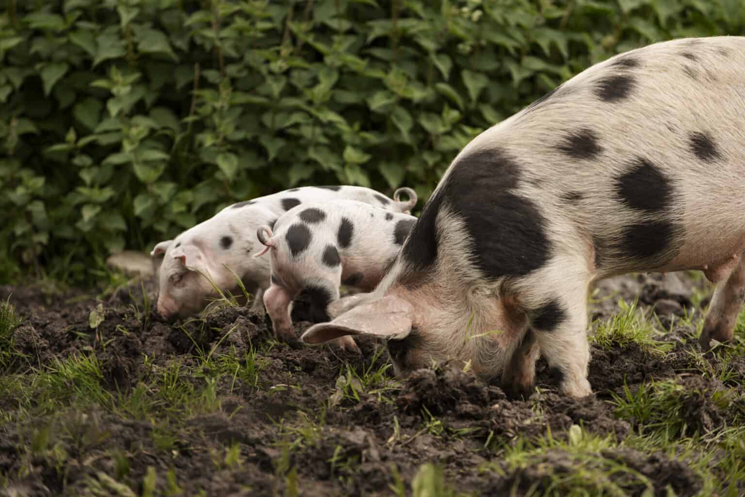 UK's Pig Population Hits Lowest Point Since 2012 - Triton News