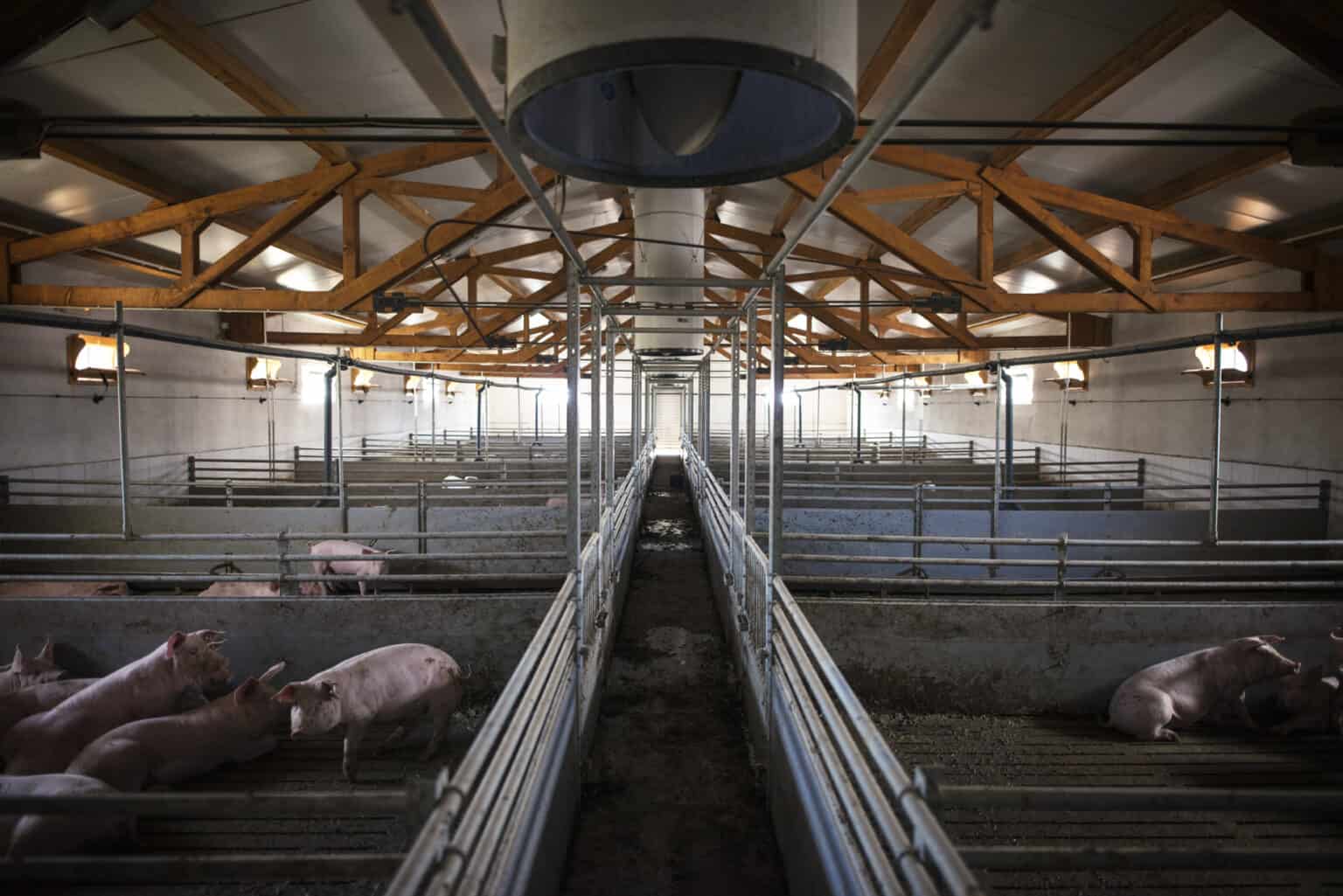 Current Trends in Hog Production: A Detailed Overview - Triton News