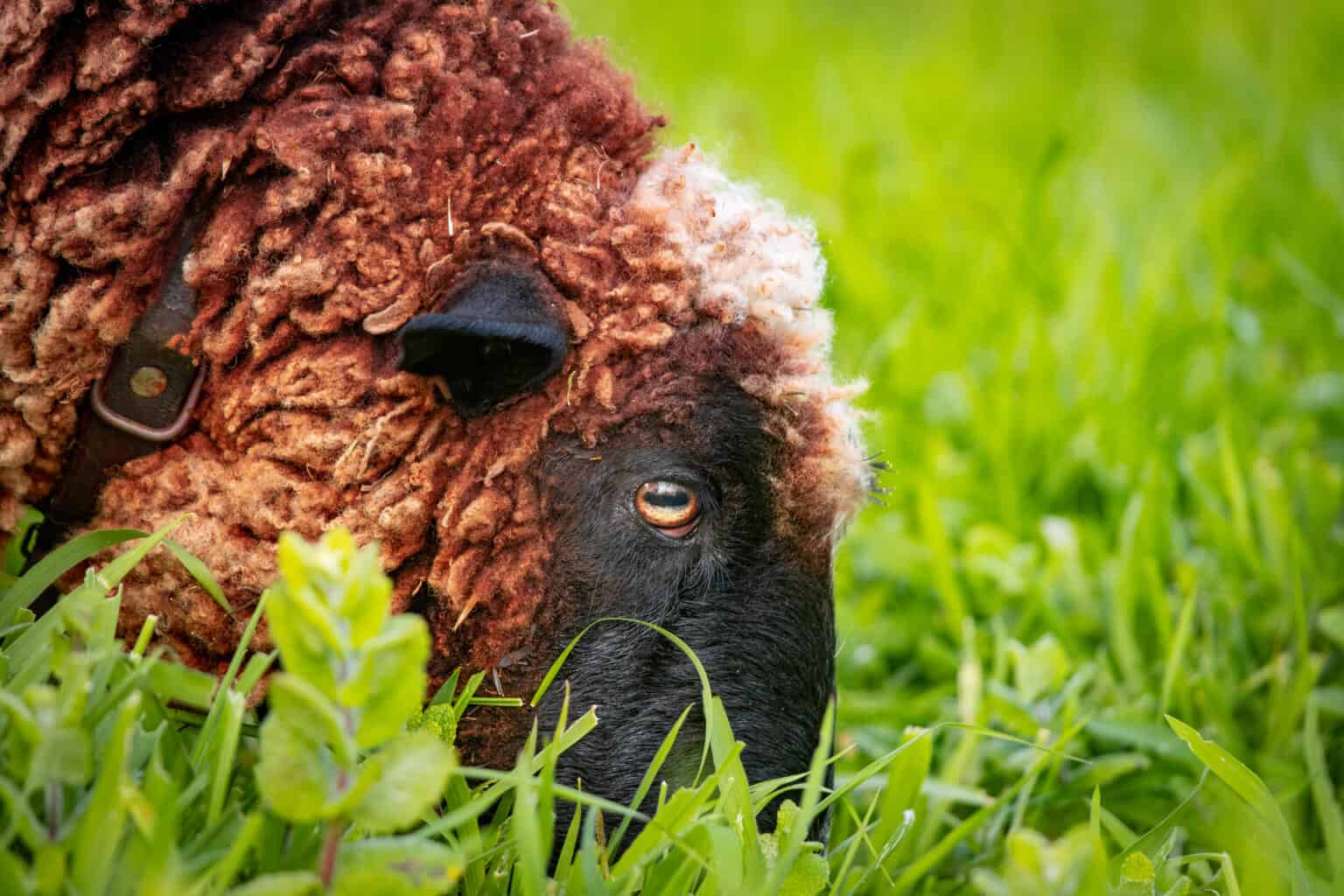 Effective Tactics for Combating Pneumonia in Lambs During High-Risk ...