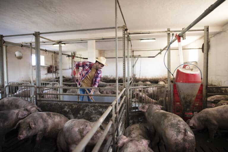 China Sets New Record in Pork Production Amidst Market Challenges ...