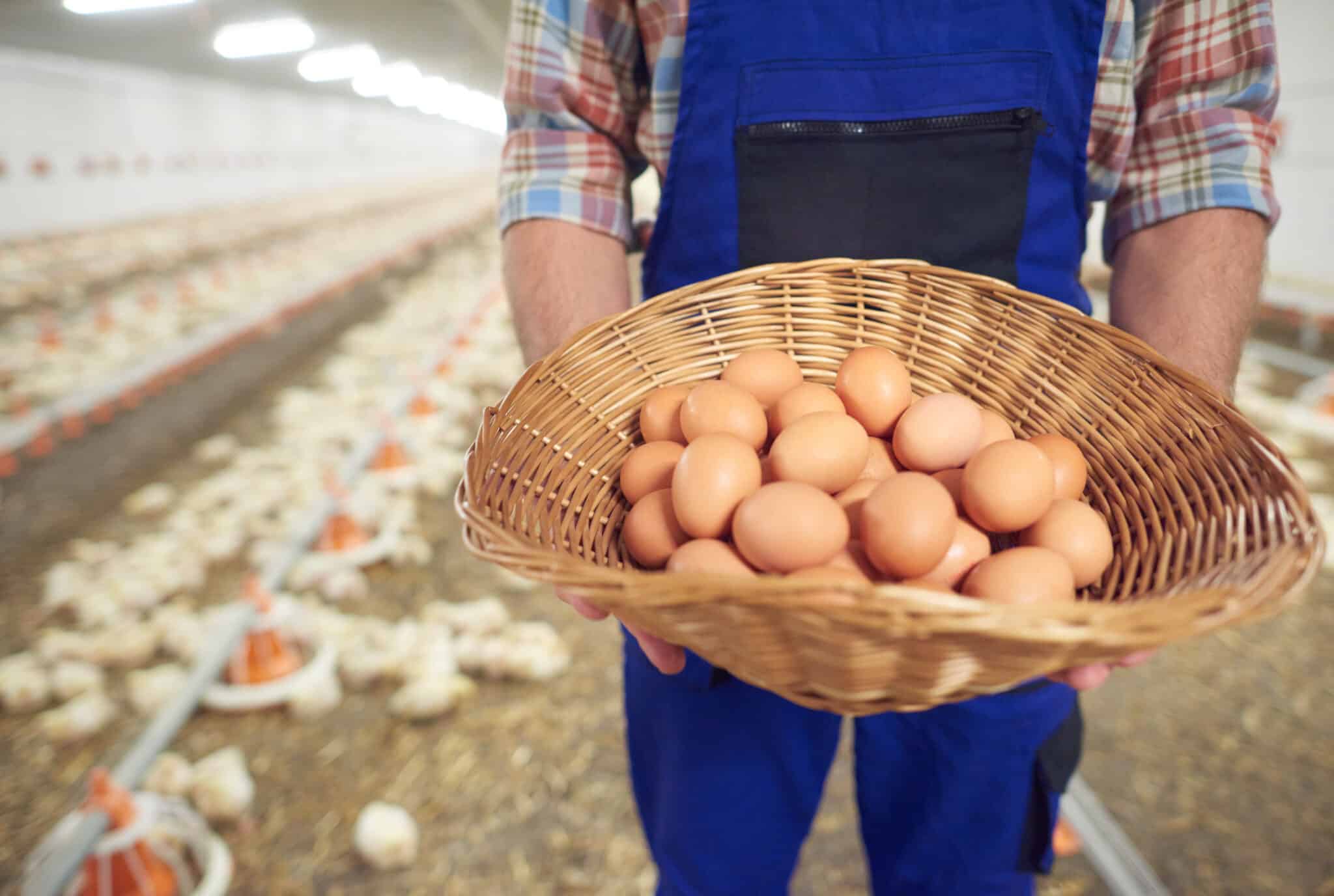 Cargill Unveils Revolutionary NIR Technology to Enhance Poultry Health ...