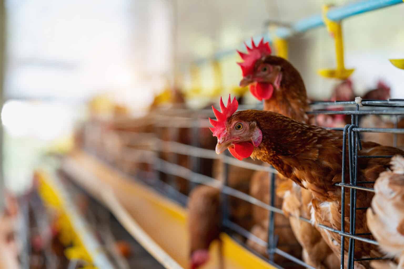 Woodstock City Council Evaluates Proposal for New Poultry Processing ...