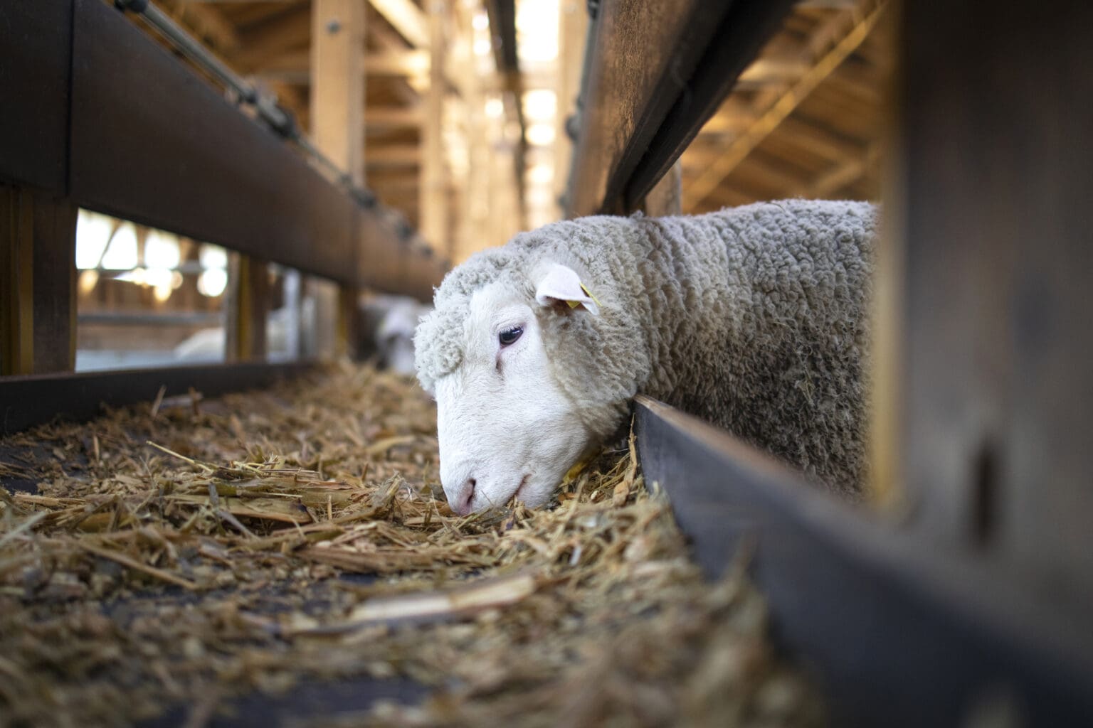 US Sheep Industry's Shift on Lamb Import Tariffs and Trump's Potential ...