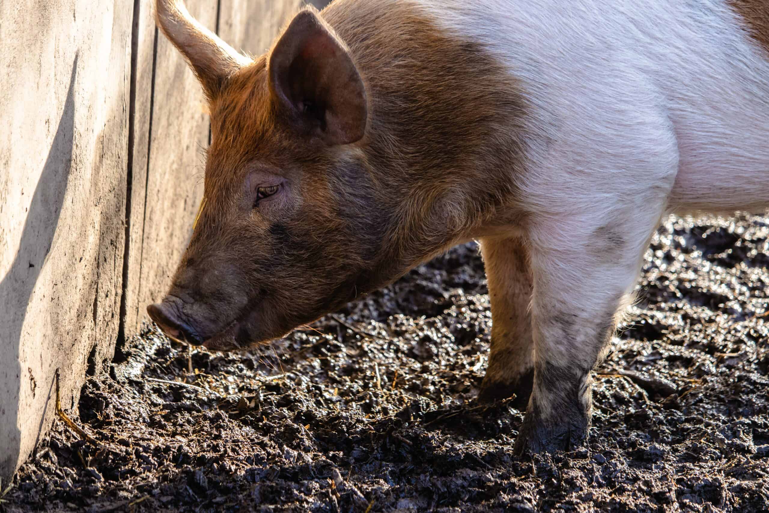 United Kingdom Enhances Defences Against African Swine Fever in Pigs ...