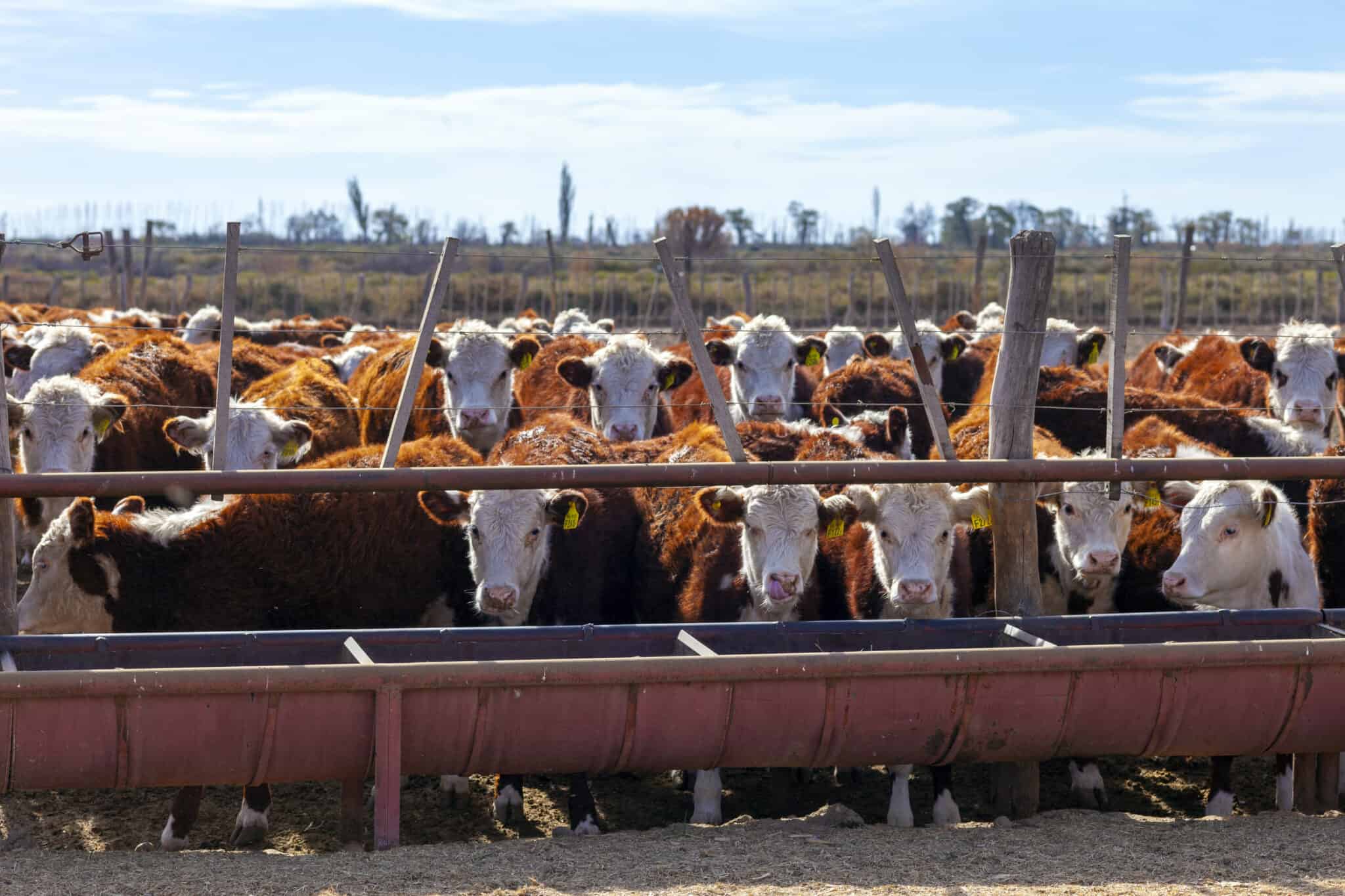 Australian Cattle Exports Await Indonesian Permit Approval for 2024 ...