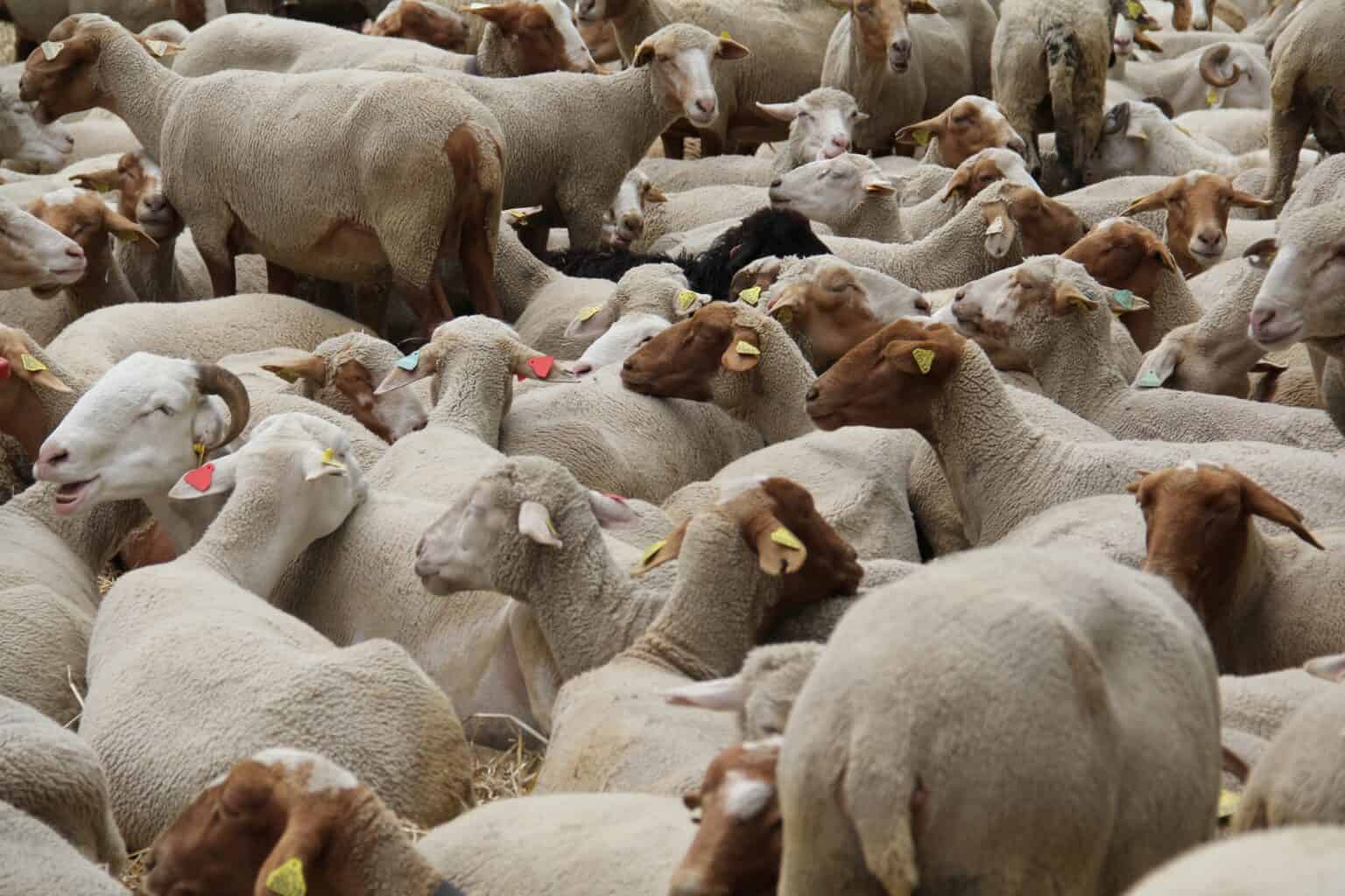 Weekly Overview of Cattle and Sheep Markets - Triton News
