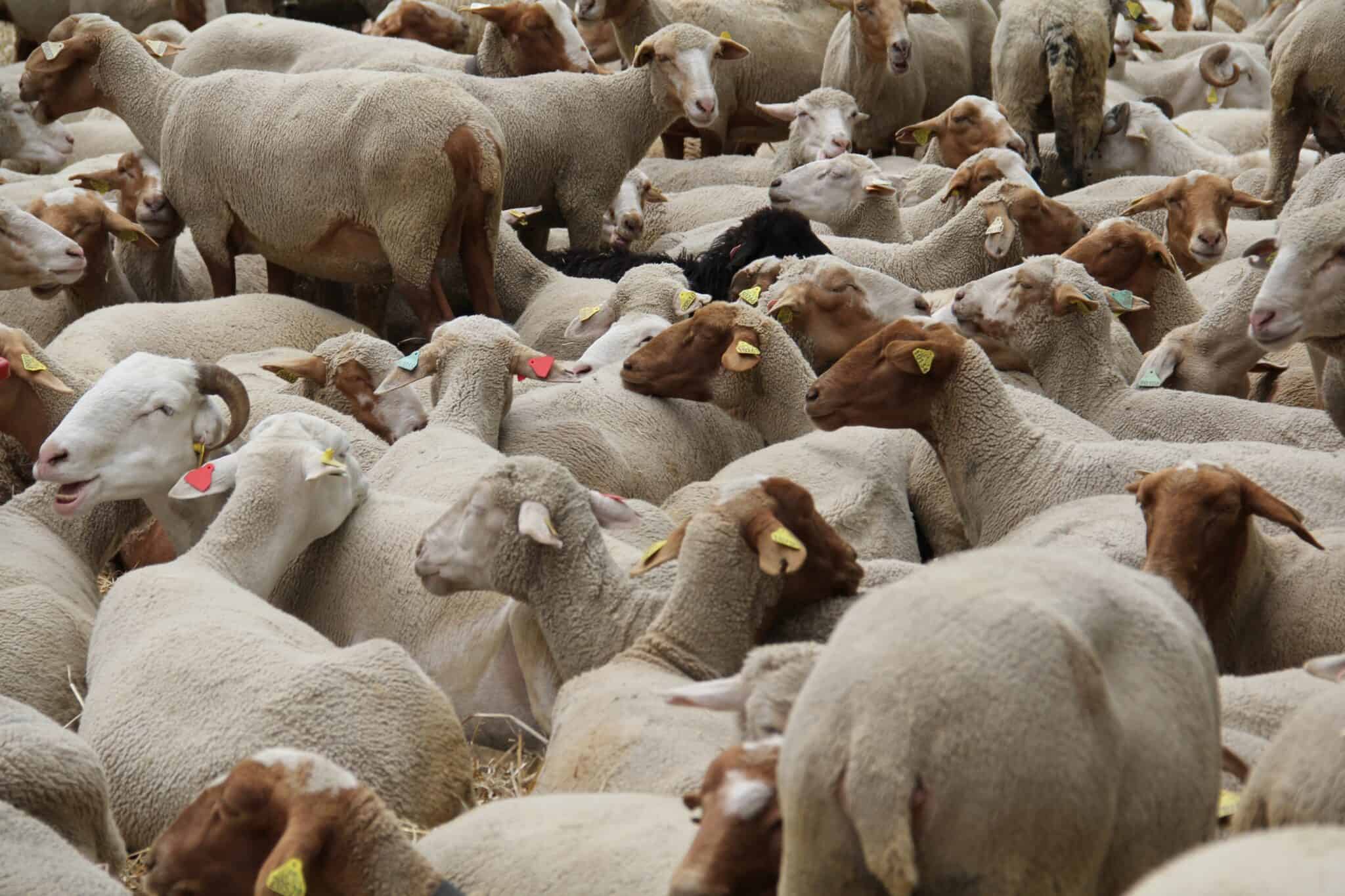 Weekly Overview of Cattle and Sheep Markets - Triton News