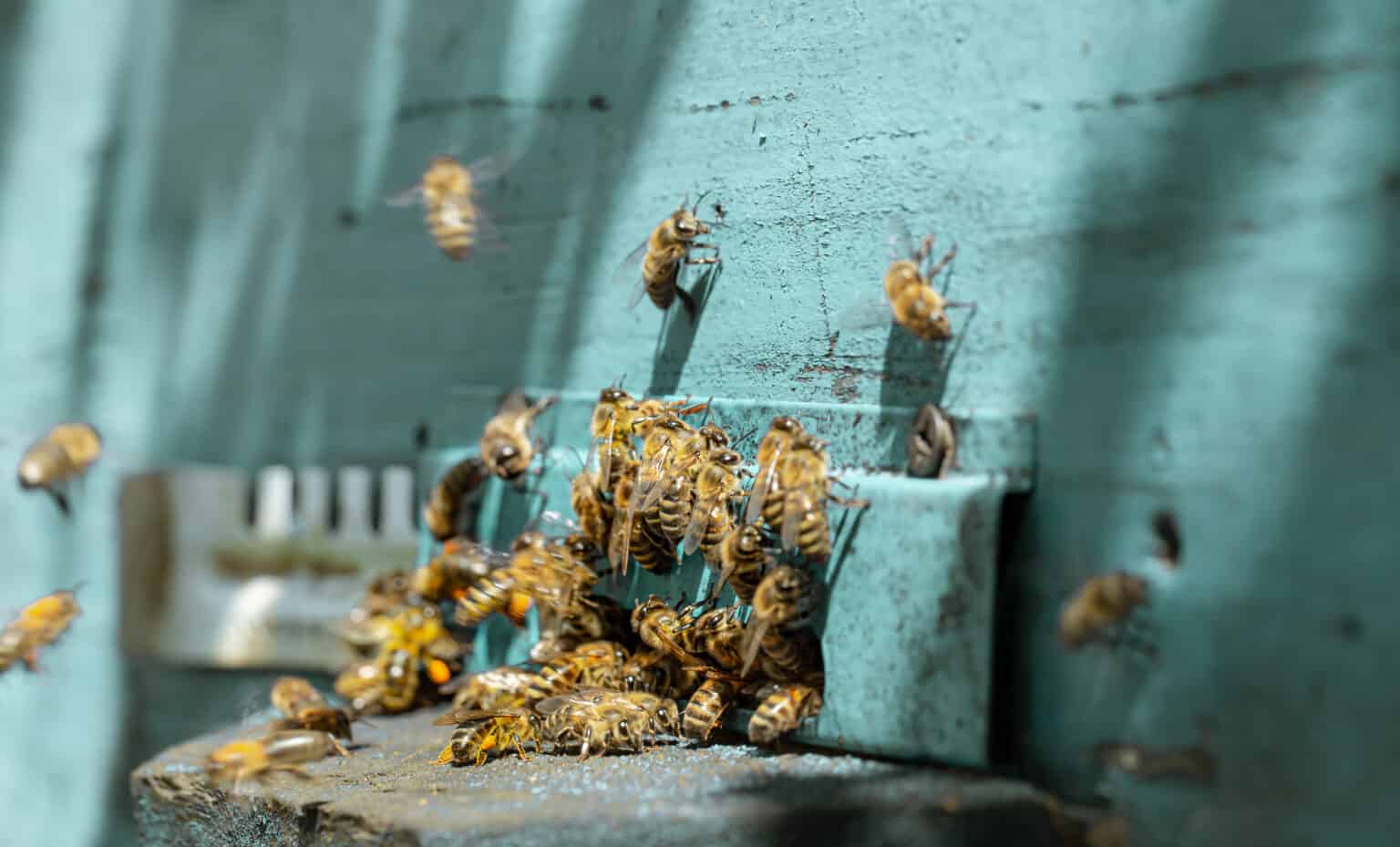 The Unseen Heroes of Urban Wildlife: City Bees - Triton News