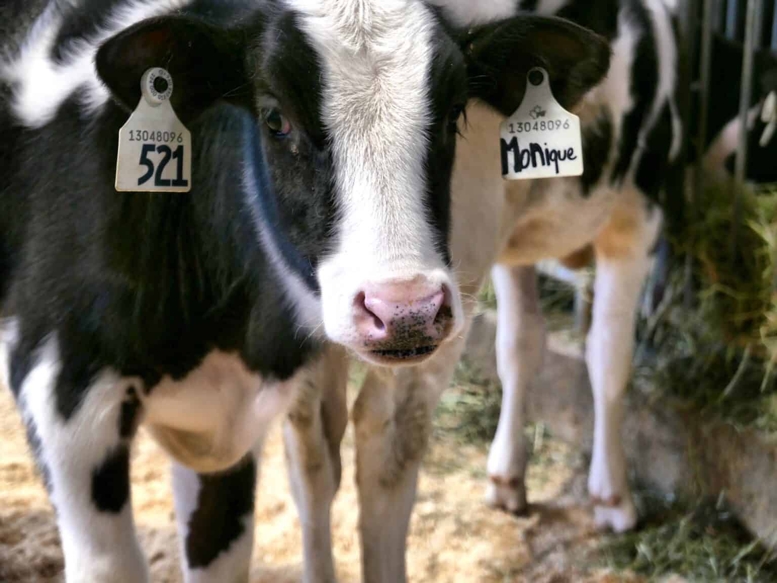 US Cattle Numbers Show Slight Decline, USDA Reports - Triton News