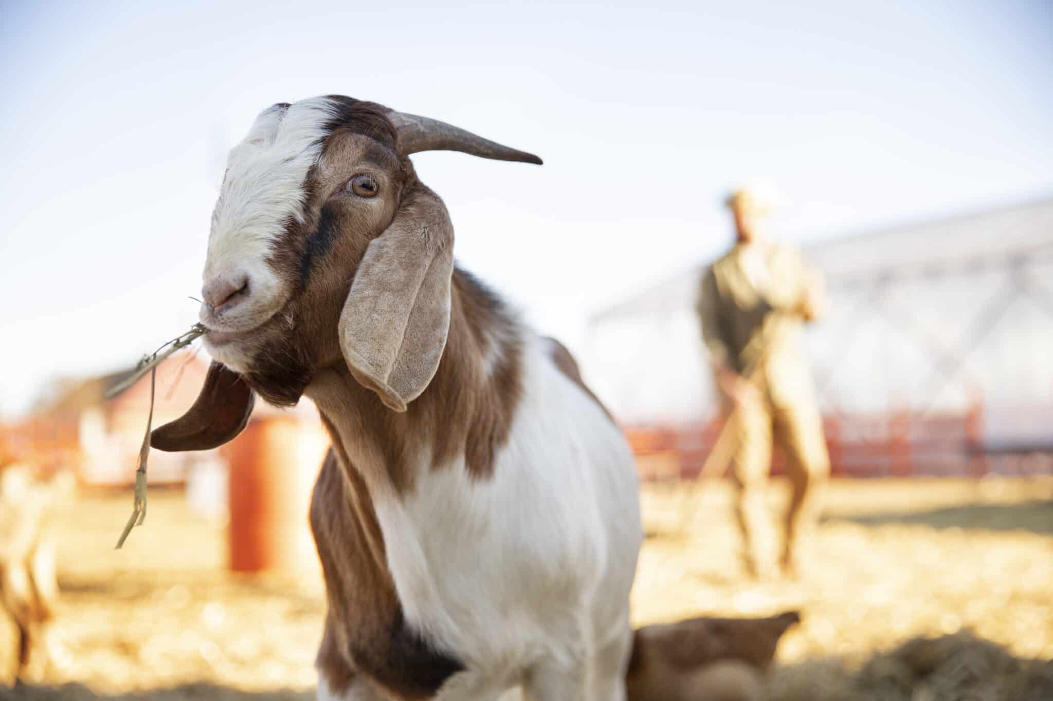 2023 Marks a Record Year for Goat Slaughter and Production in Australia ...