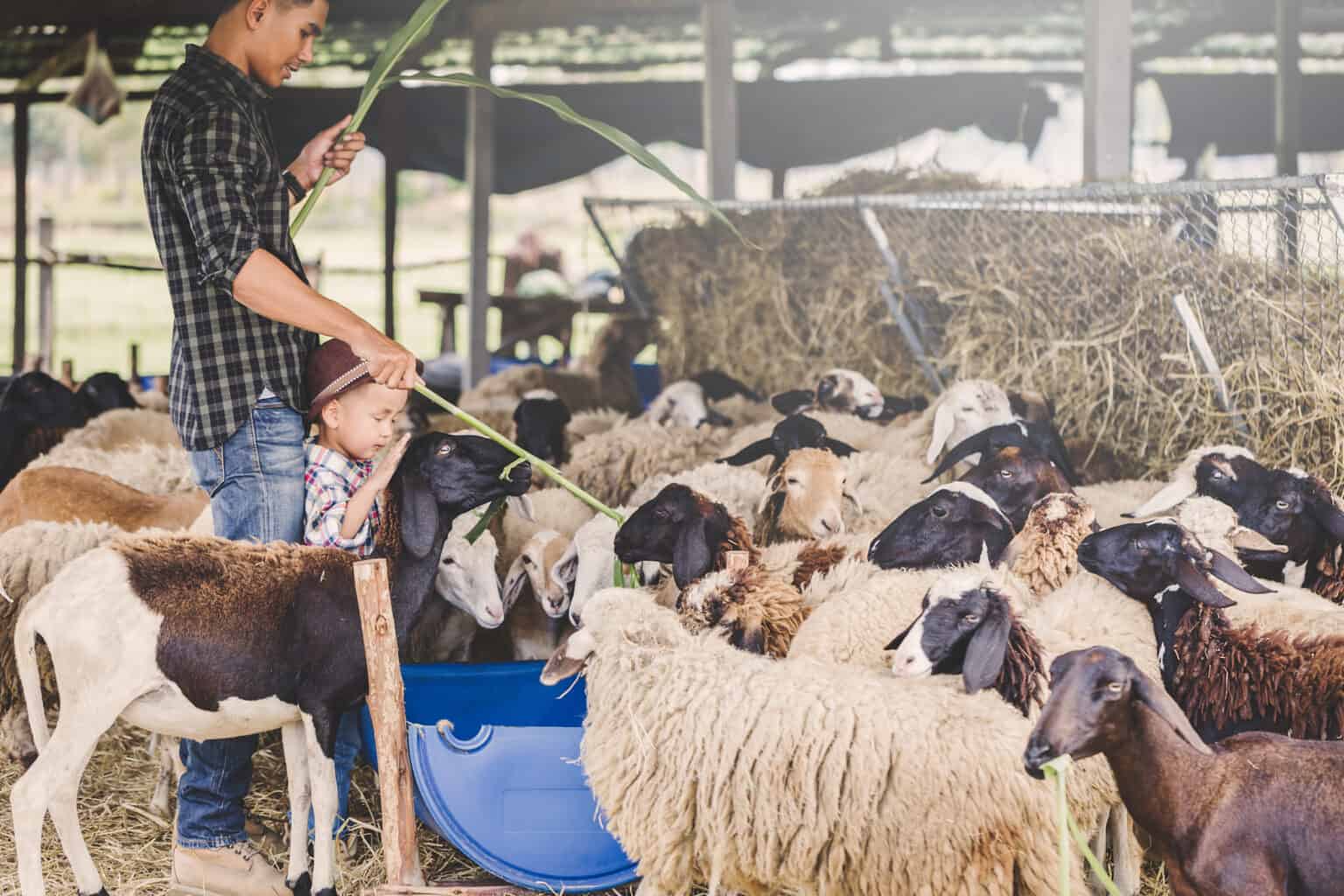 Southern New Zealand's Sheep and Beef Farmers Confront Profit Decline ...