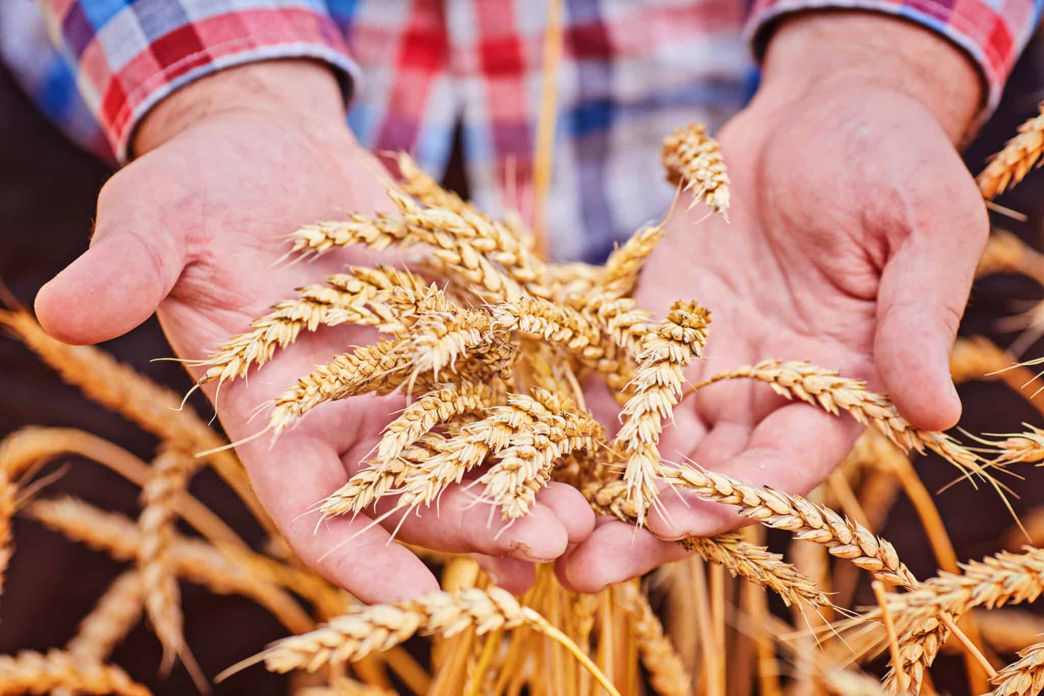 New USDA Report: Updates on Wheat - Triton News