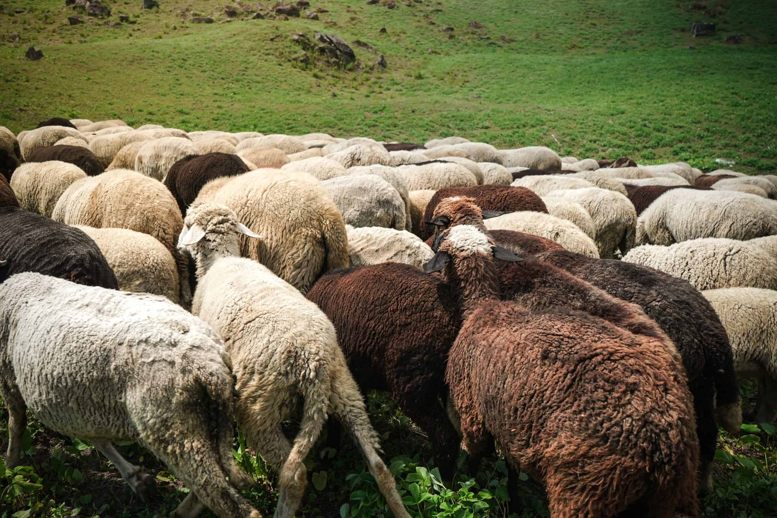Rising Drench Resistance Poses Serious Threat to New Zealand Sheep ...