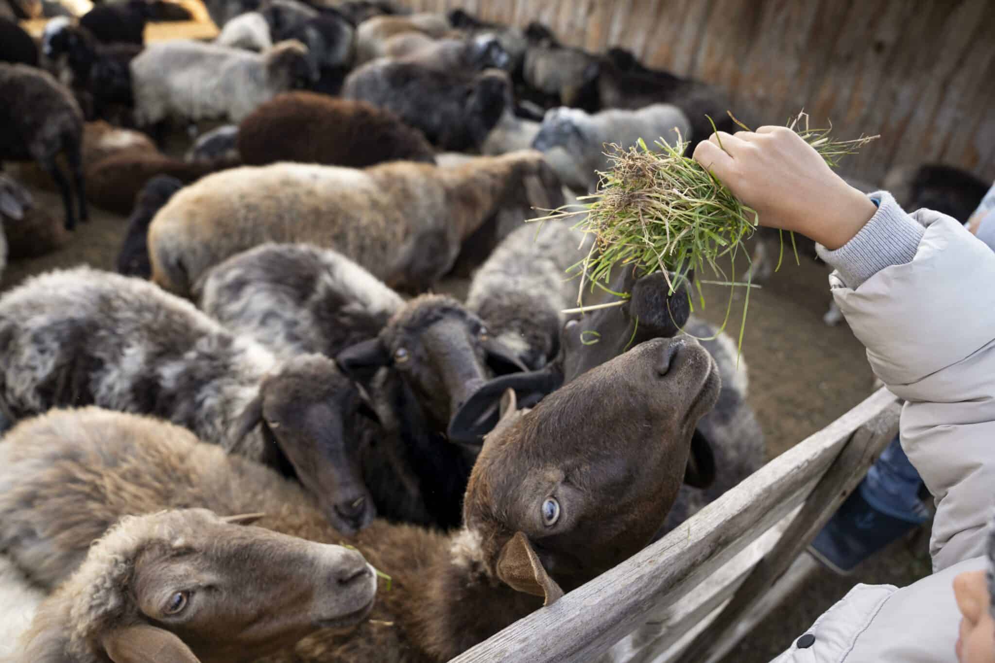 Trends in Beef and Lamb Trade: Seasonal Demands and Export Shifts ...