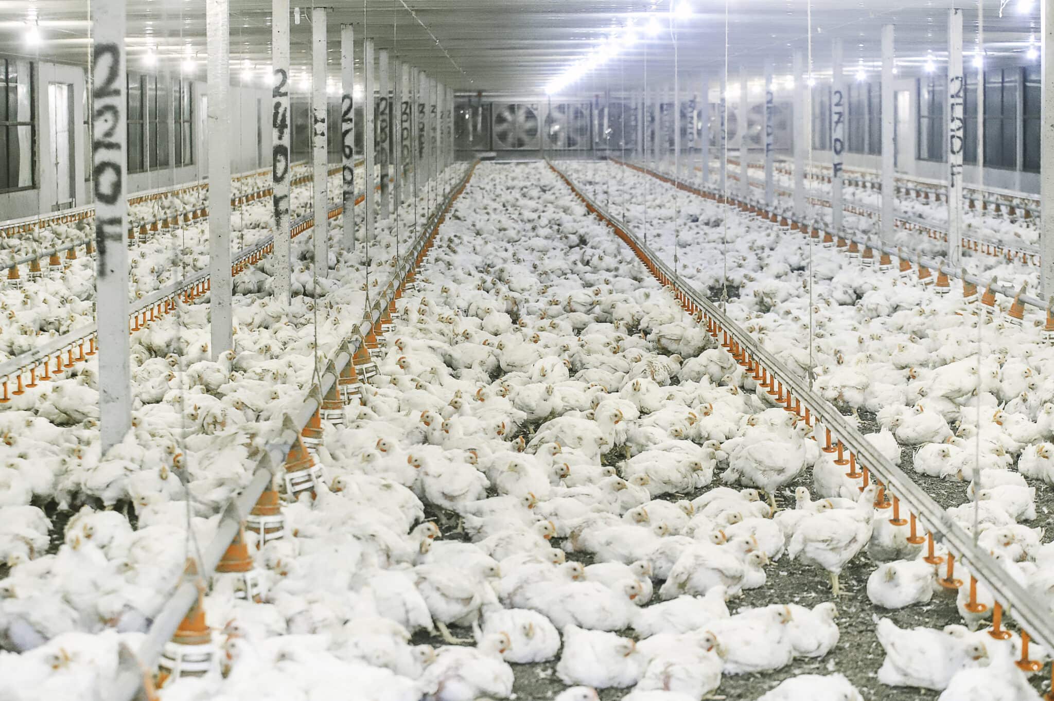 Global Poultry Industry Joins TRANSFORM Project - Triton News